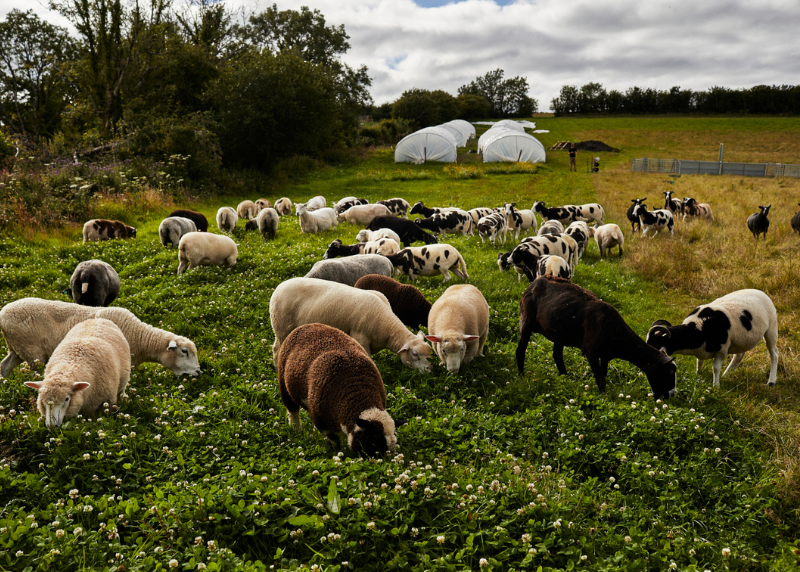 CODE visits Cornwall's Melilot Farm, home to the future of farming - CODE
